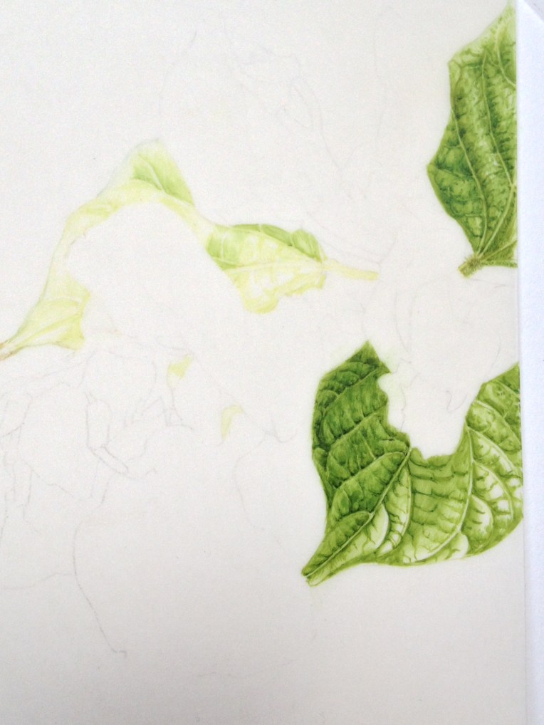 September 2014 – GAYNOR'S FLORA