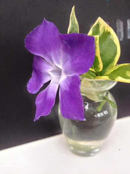 May 2015 – GAYNOR'S FLORA