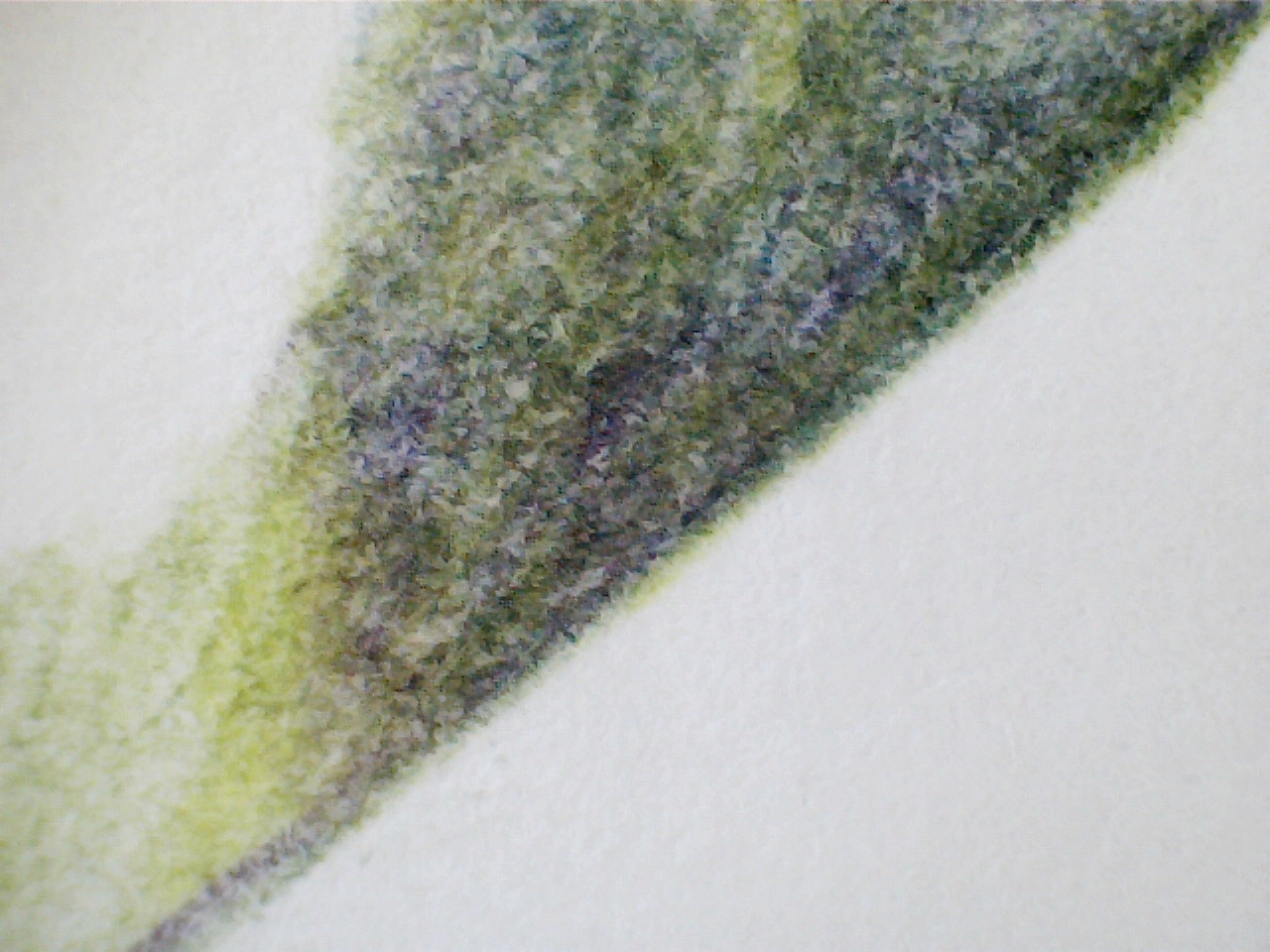 A blog about paper testing! – GAYNOR'S FLORA