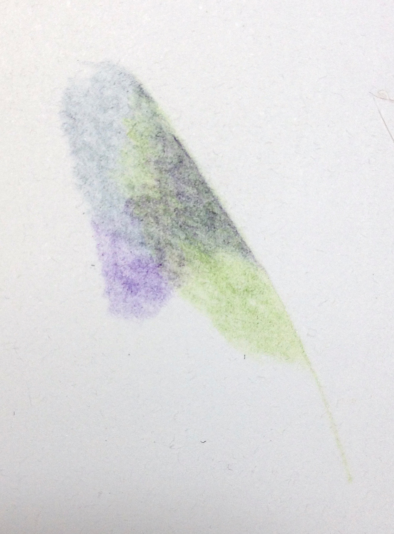 A blog about paper testing! – GAYNOR'S FLORA