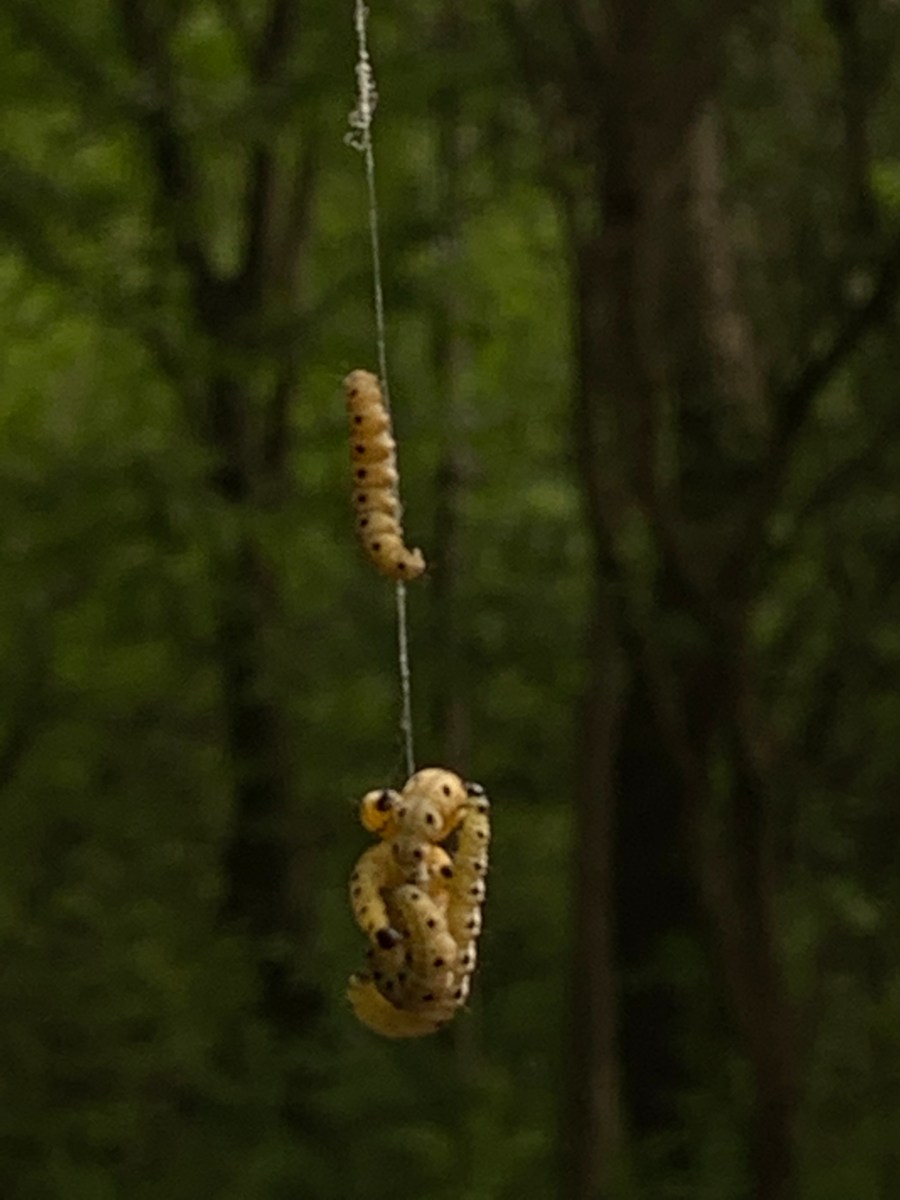 Spindle tree moth -again. – GAYNOR'S FLORA