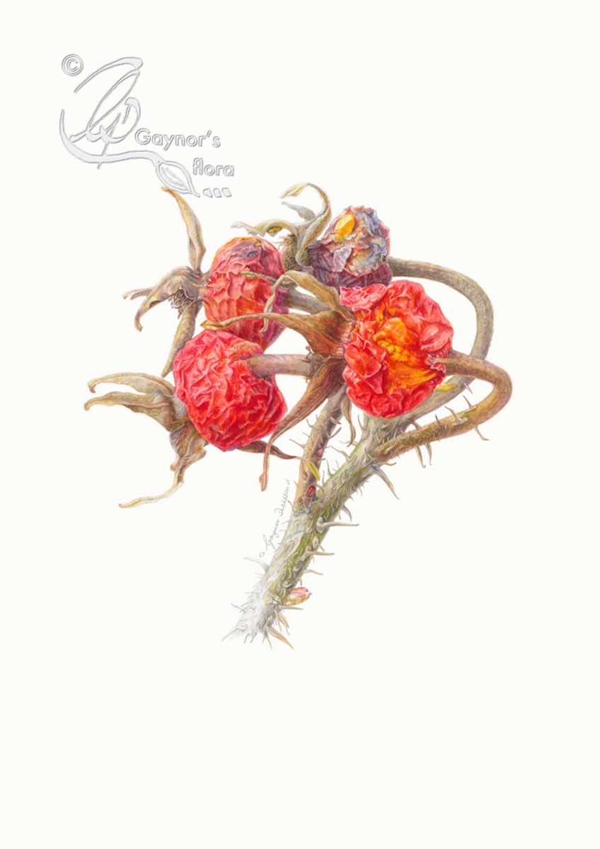 Outside my comfort zone – GAYNOR'S FLORA