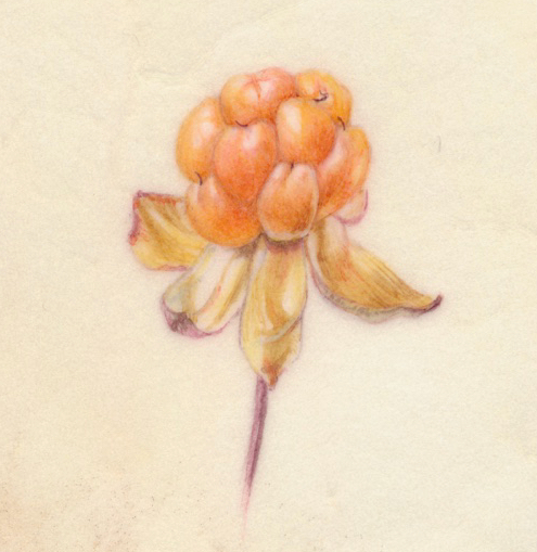 Foraging plants in the norwegian mountains – 13. Cloudberry part 1 ...