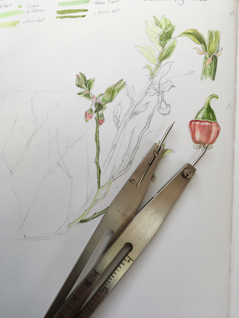 Foraging plants in the norwegian mountains – 9. My working practice ...