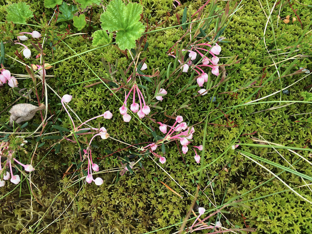 Foraging plants in the norwegian mountains – 5. History of the project ...