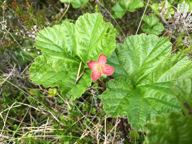 Foraging plants in the norwegian mountains – 13. Cloudberry part 1 – GAYNOR'S FLORA