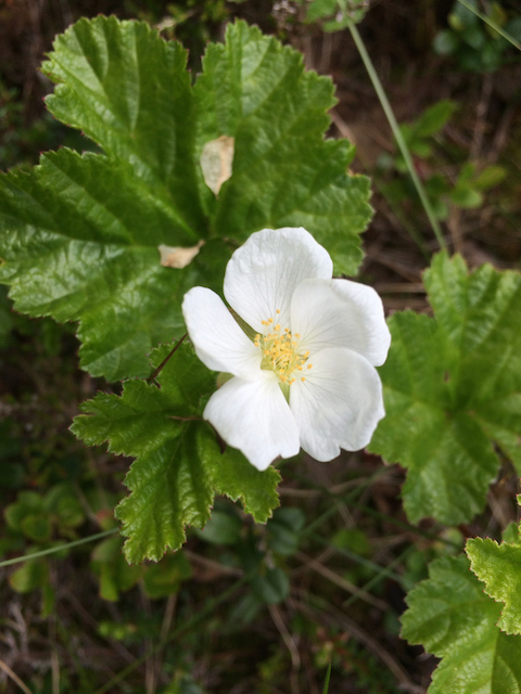 Foraging plants in the norwegian mountains – 13. Cloudberry part 1 ...