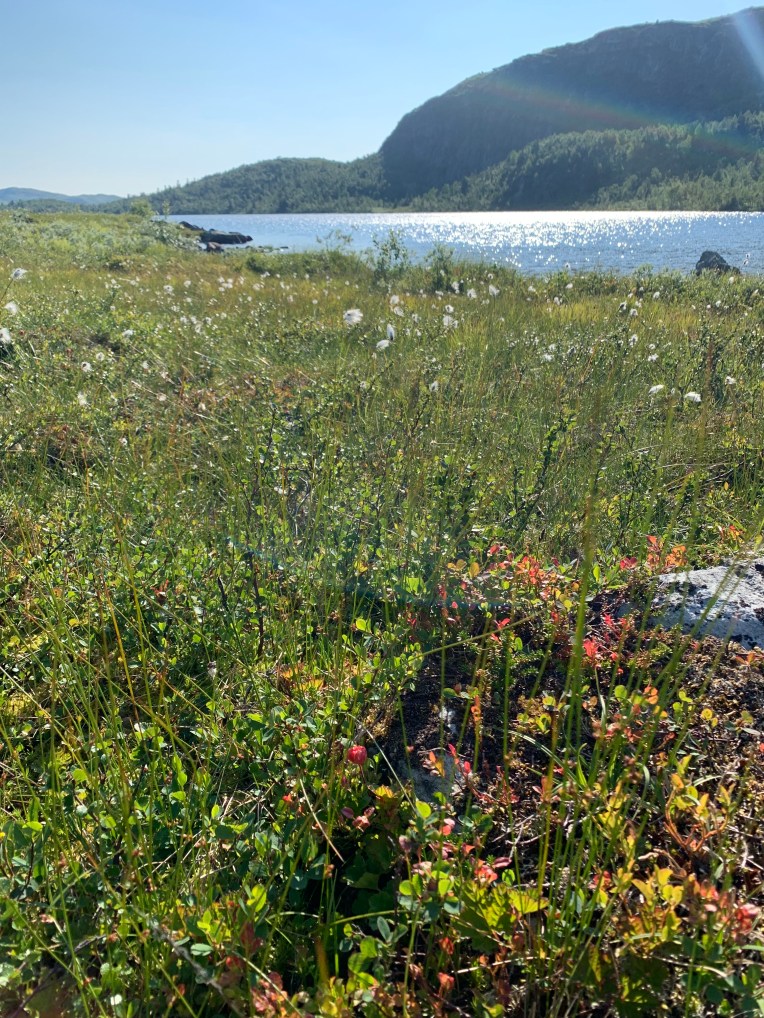 Foraging plants in the Norwegian Mountains – 1. History of the project ...