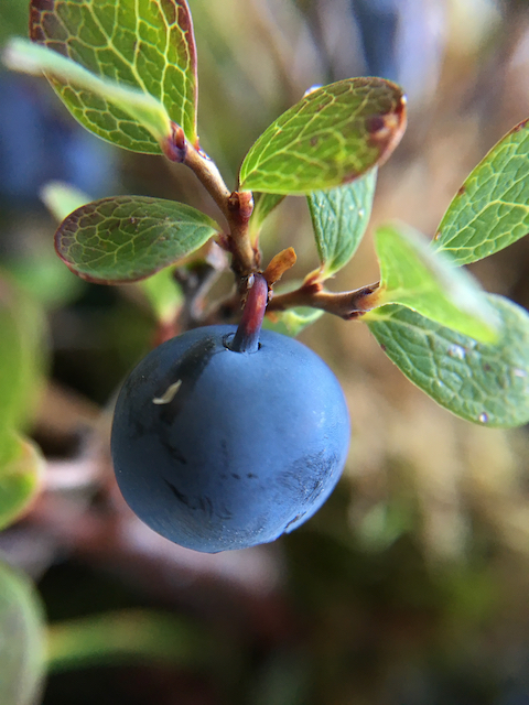 Foraging plants in the norwegian mountains – 17. Bog bilberry Pt.1 ...