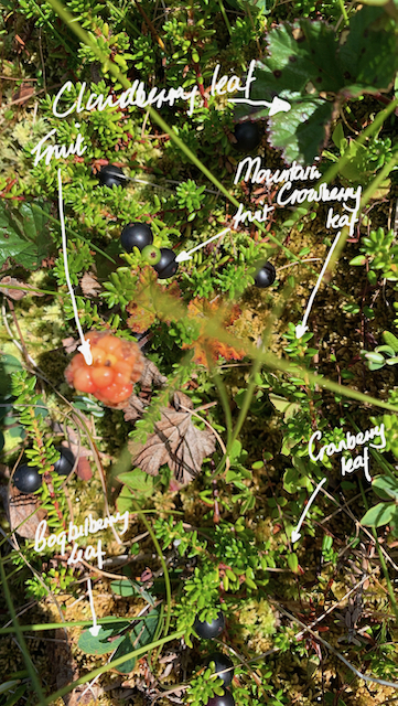 Foraging plants in the norwegian mountains – 19. Mountain crowberry Pt ...