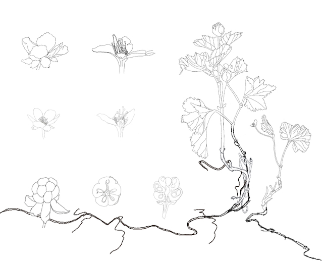 Foraging plants in the norwegian mountains – 14. Cloudberry part 2 ...