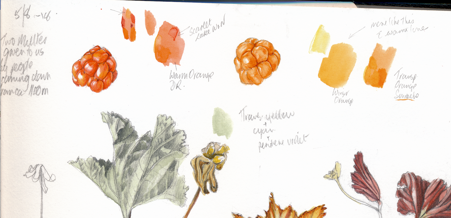 Foraging plants in the norwegian mountains – 4. History of the project ...