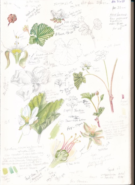 Foraging plants in the norwegian mountains – 4. History of the project ...