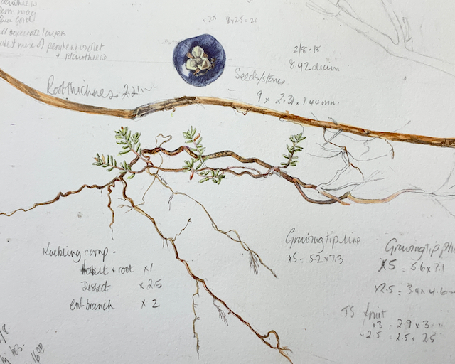 Foraging plants in the norwegian mountains – 19. Mountain crowberry Pt ...