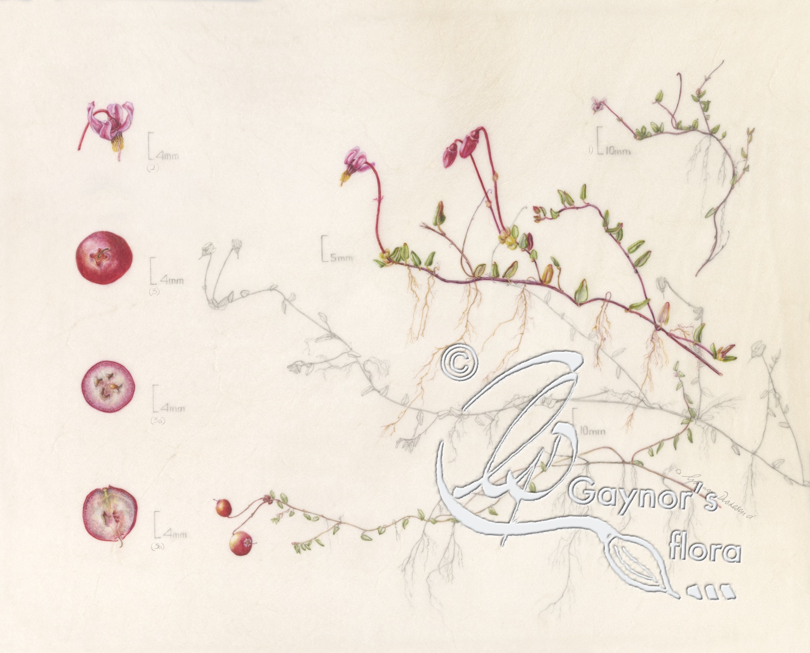 FORAGING PLANTS IN THE NORWEGIAN MOUNTAINS: FROM BOG TO SAND. – GAYNOR ...