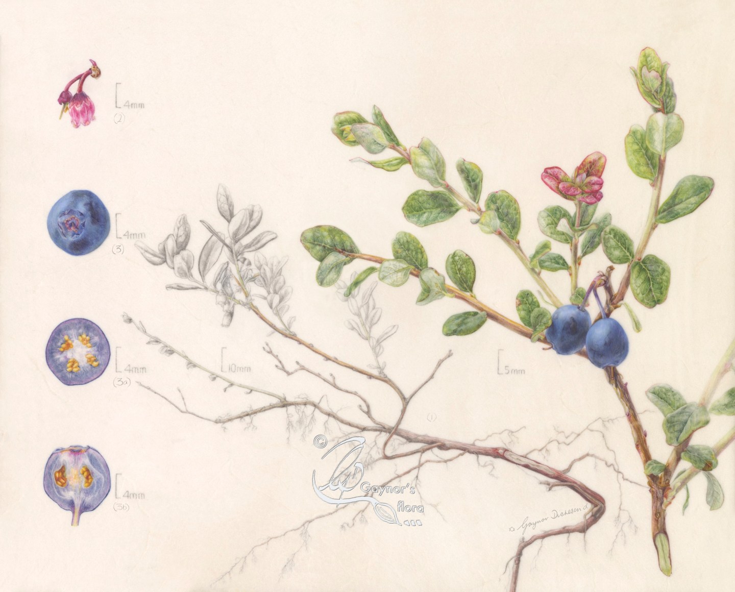 FORAGING PLANTS IN THE NORWEGIAN MOUNTAINS: FROM BOG TO SAND. – GAYNOR ...