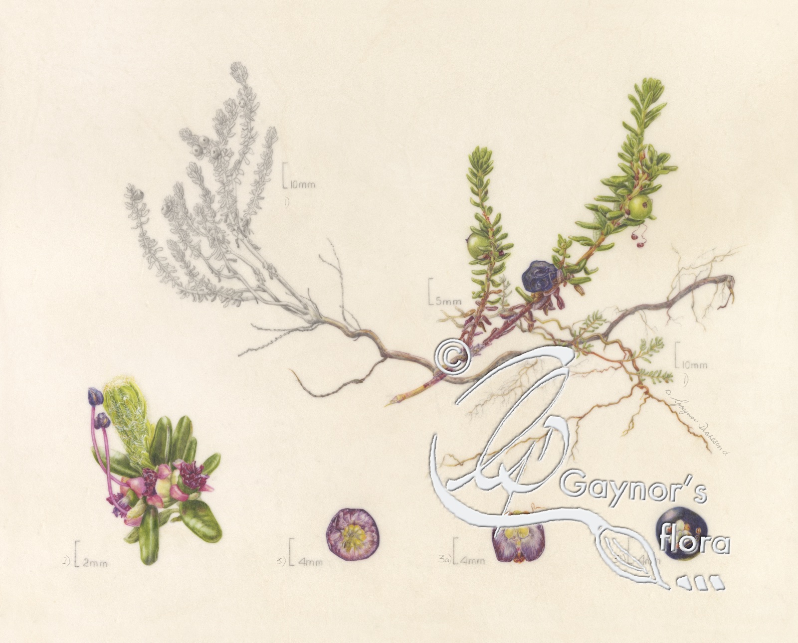FORAGING PLANTS IN THE NORWEGIAN MOUNTAINS: FROM BOG TO SAND. – GAYNOR ...