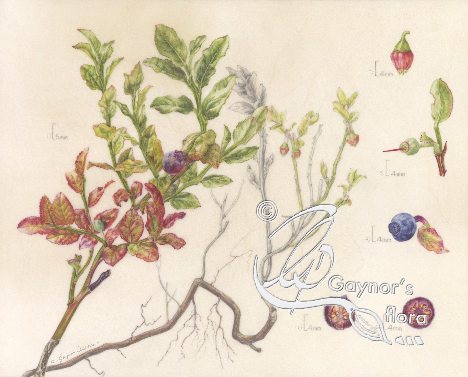 FORAGING PLANTS IN THE NORWEGIAN MOUNTAINS: FROM BOG TO SAND. – GAYNOR ...