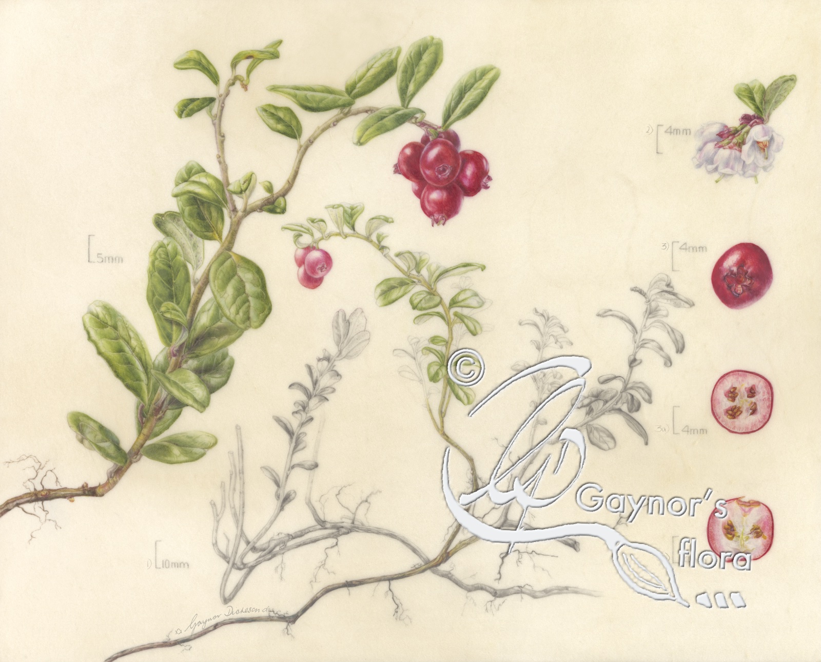 FORAGING PLANTS IN THE NORWEGIAN MOUNTAINS: FROM BOG TO SAND. – GAYNOR ...