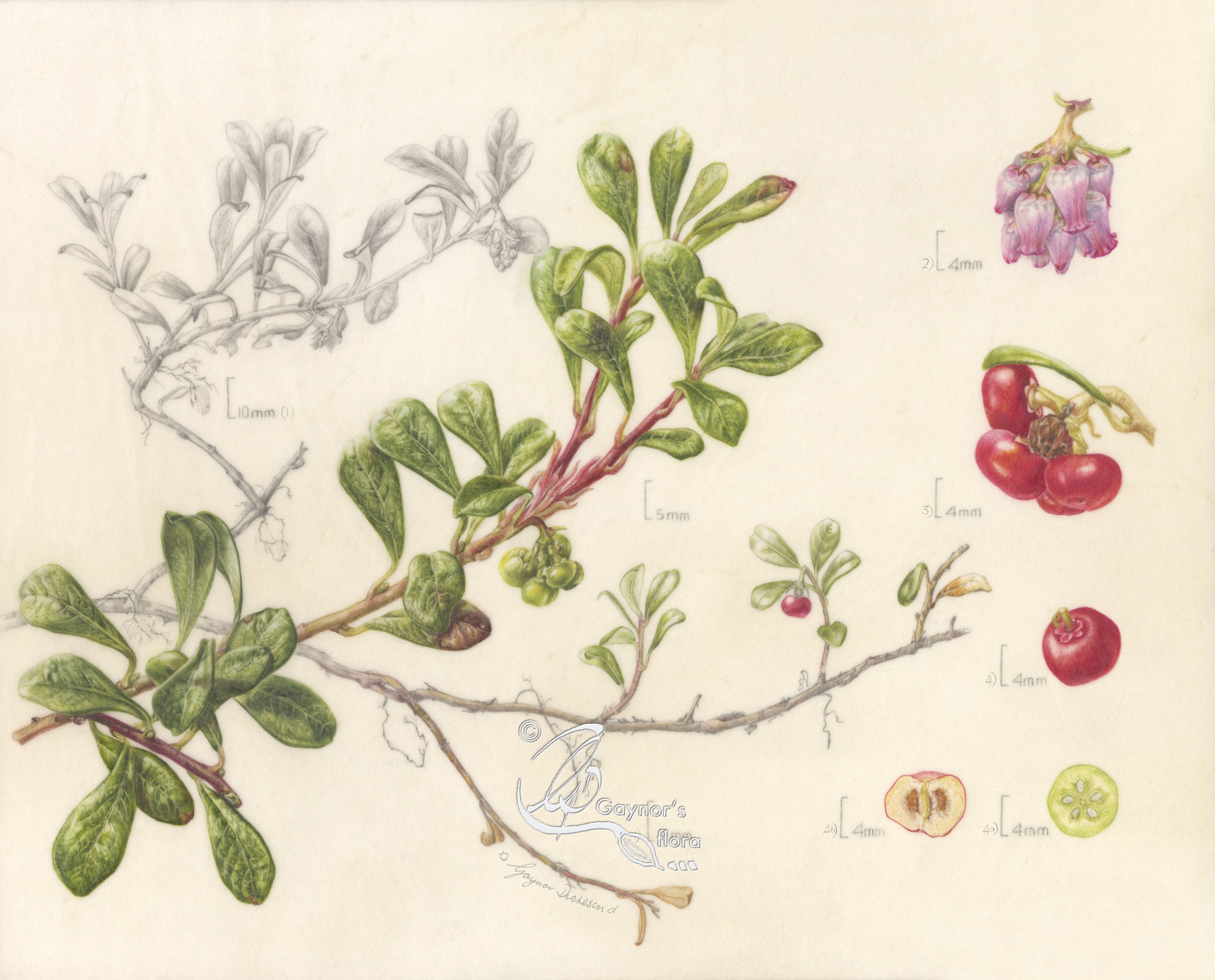 FORAGING PLANTS IN THE NORWEGIAN MOUNTAINS: FROM BOG TO SAND. – GAYNOR ...