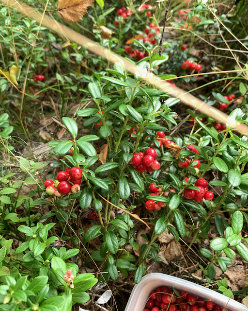 Foraging plants in the norwegian mountains – 23. Lingonberry Pt. 1 ...