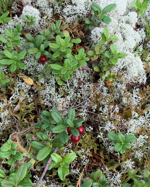Foraging plants in the norwegian mountains – 24. Lingonberry Pt. 2 ...