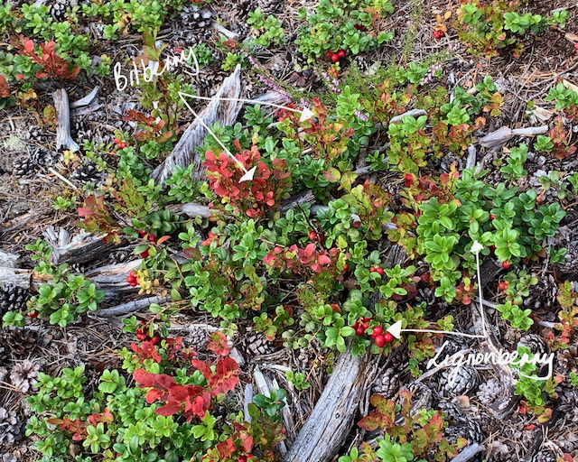 Foraging plants in the norwegian mountains – 23. Lingonberry Pt. 1 ...